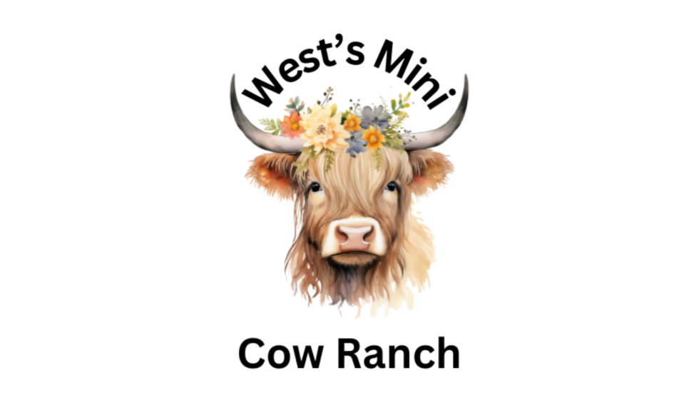 Mini Cows For Sale - Miniature Cows For Sale - Mini Highland Cows For Sale